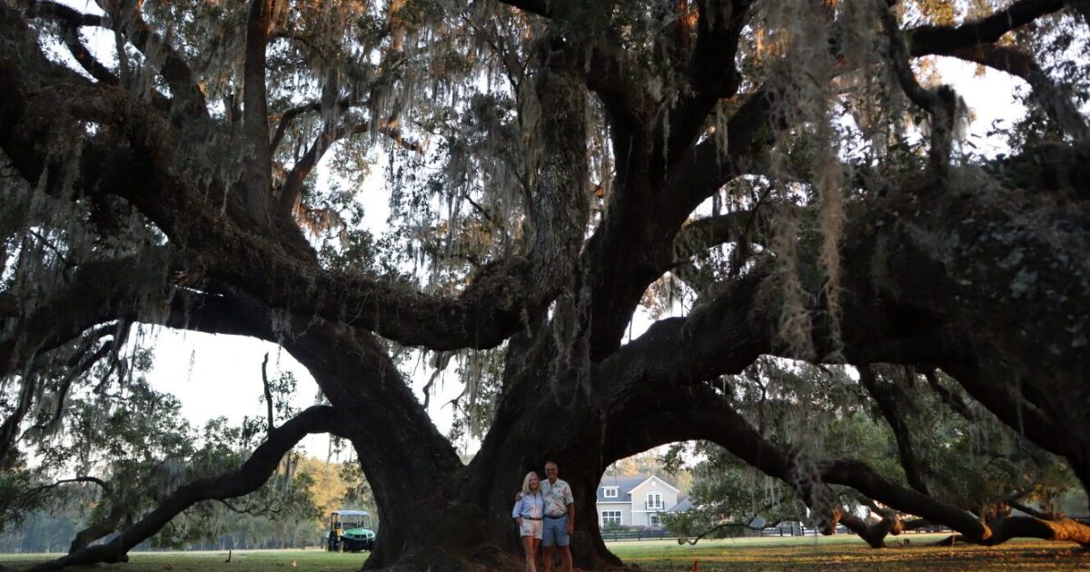 big oak tree