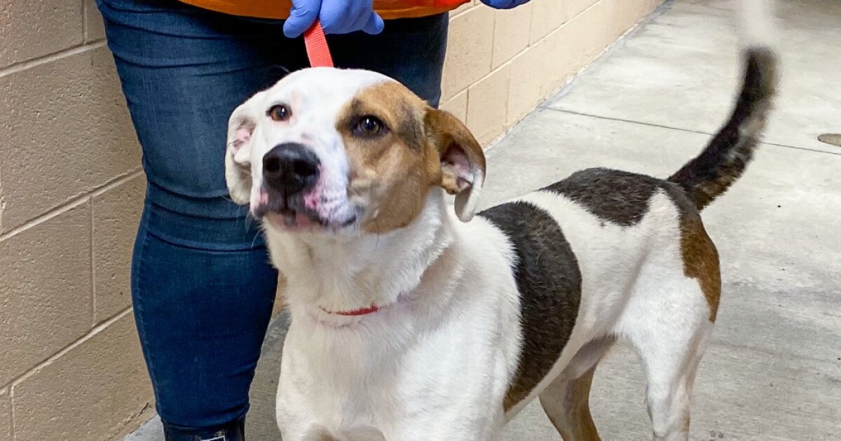 Rowan County Animal Control continues rescue efforts in the harsh ...