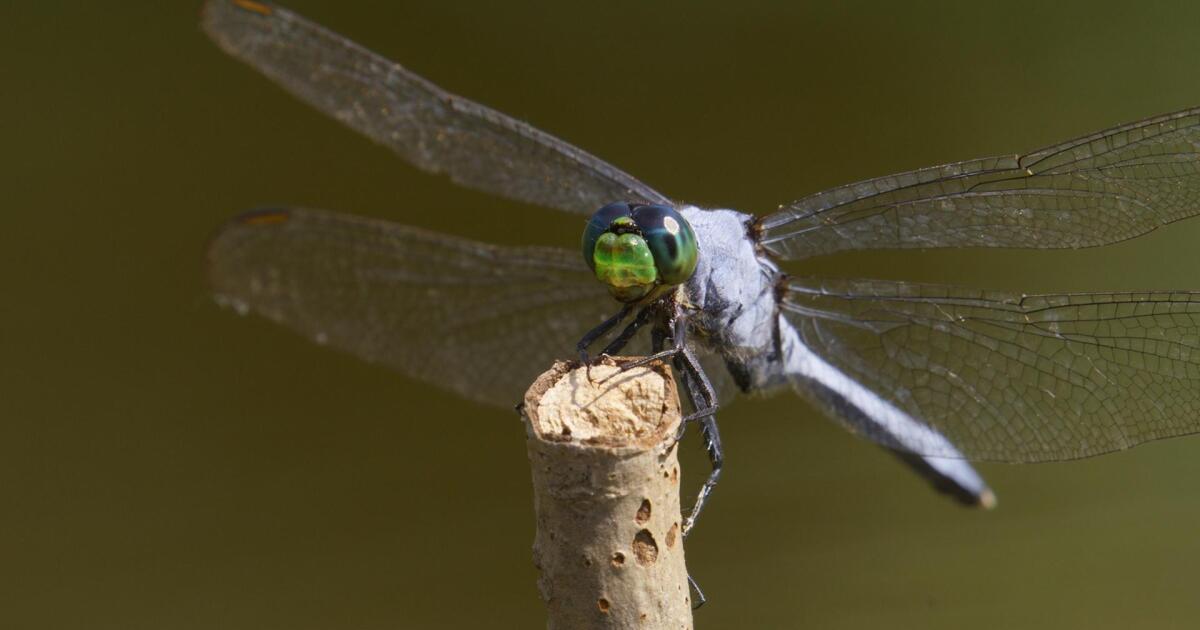 Dragonflies Are Masters of Flight That Start Life Underwater ...