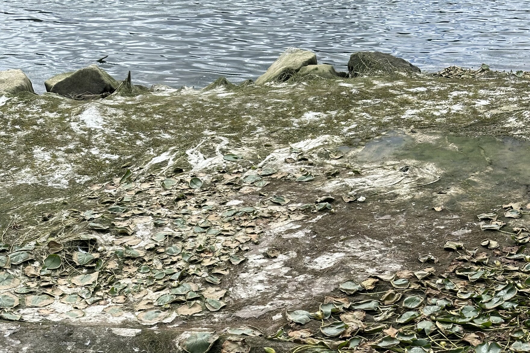 What lies beneath? Capitol Lake drained for estuary design study | KNKX ...