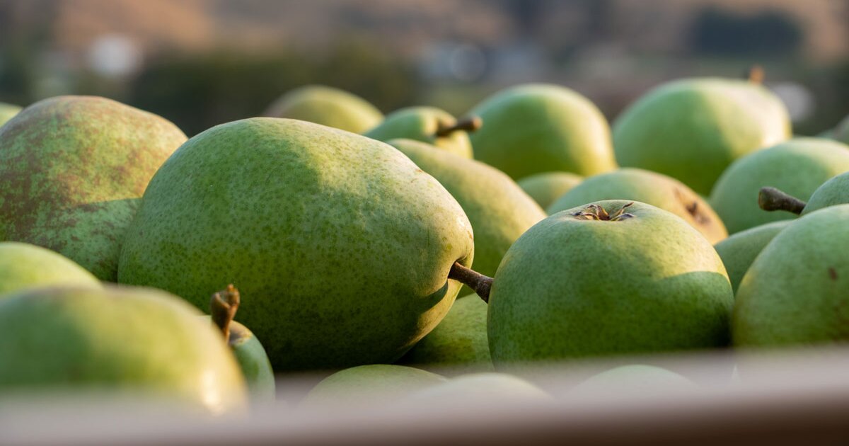 Northwest pear growers face market shifts after Del Monte exit