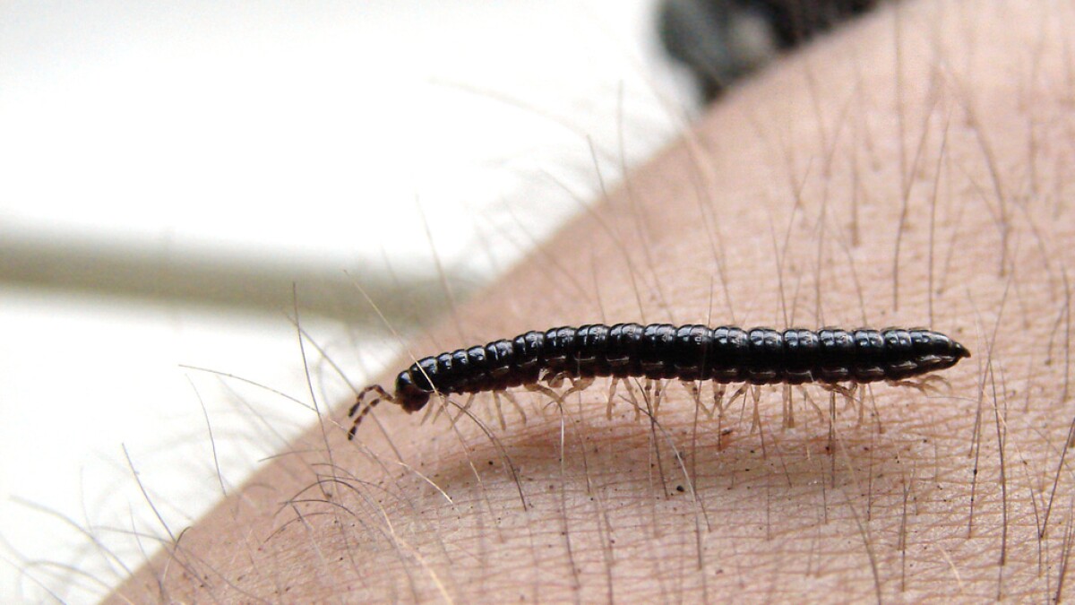 common house millipede