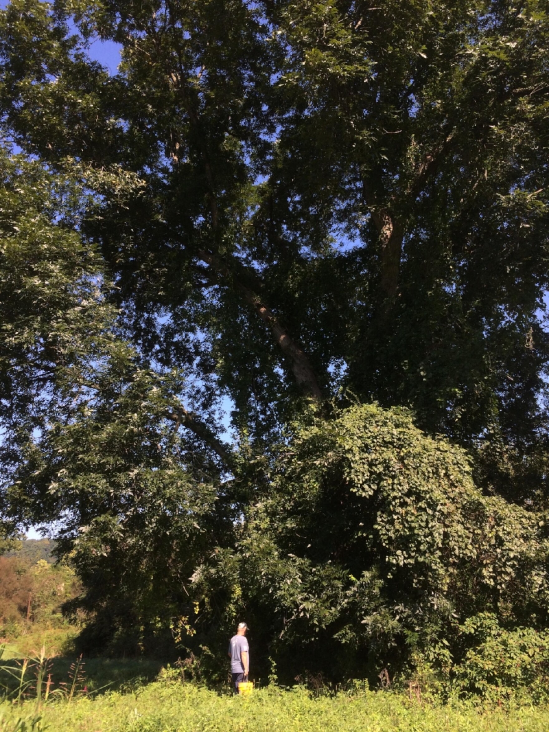 100 years of tree crops in Pennsylvania | CAI