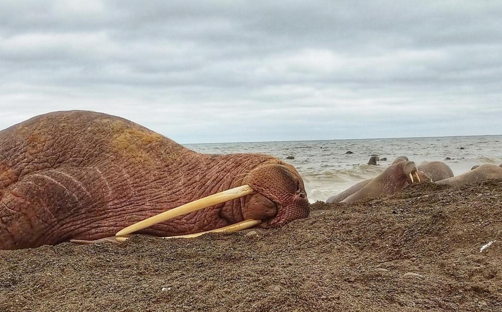 Hunters from Alaska and Chukotka will document Point Lay's traditional knowledge about walruses
