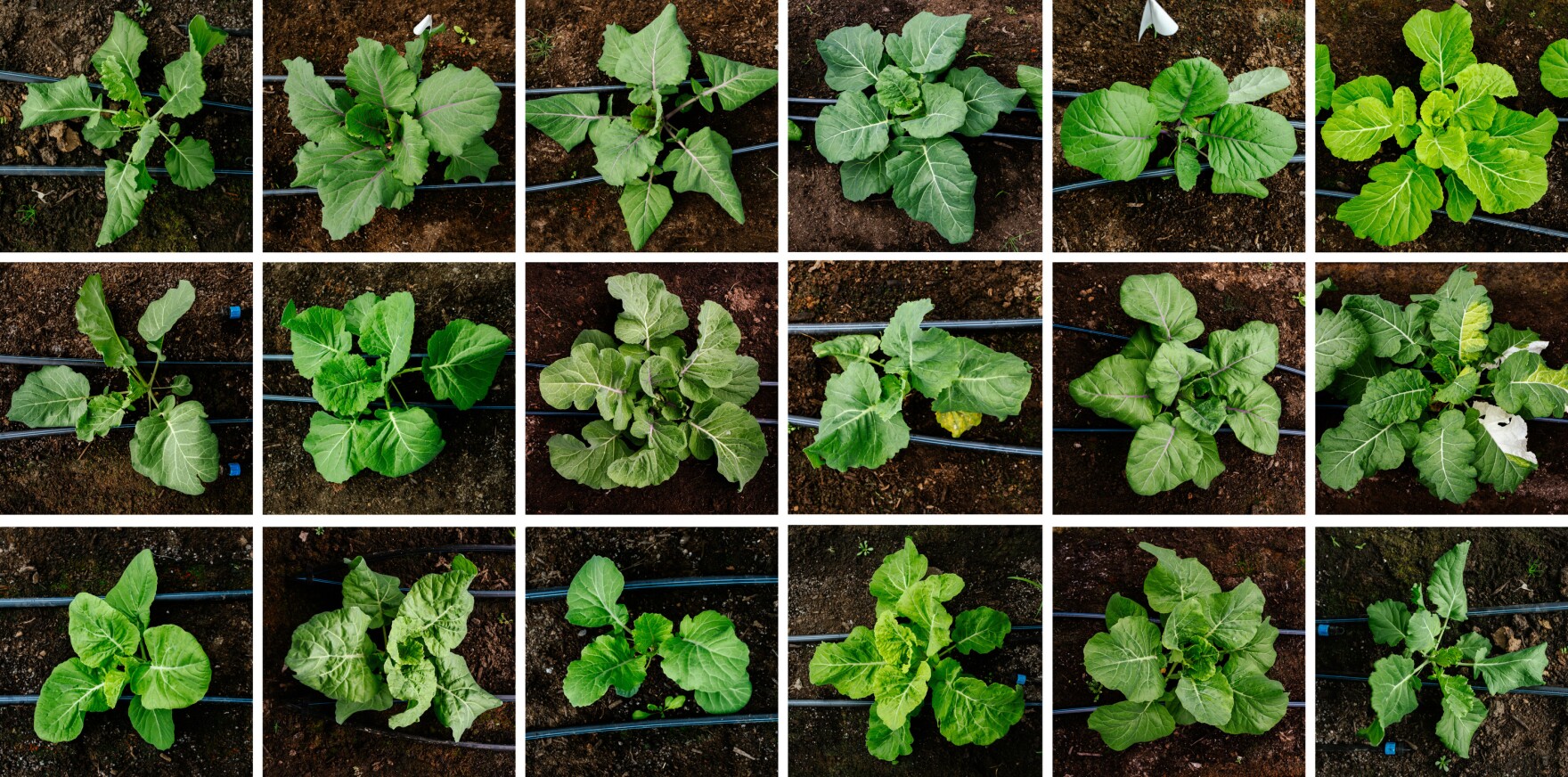 Midwest scientists study heirloom collard greens | KCUR - Kansas City ...