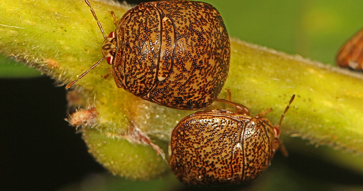 kudzu bug eggs