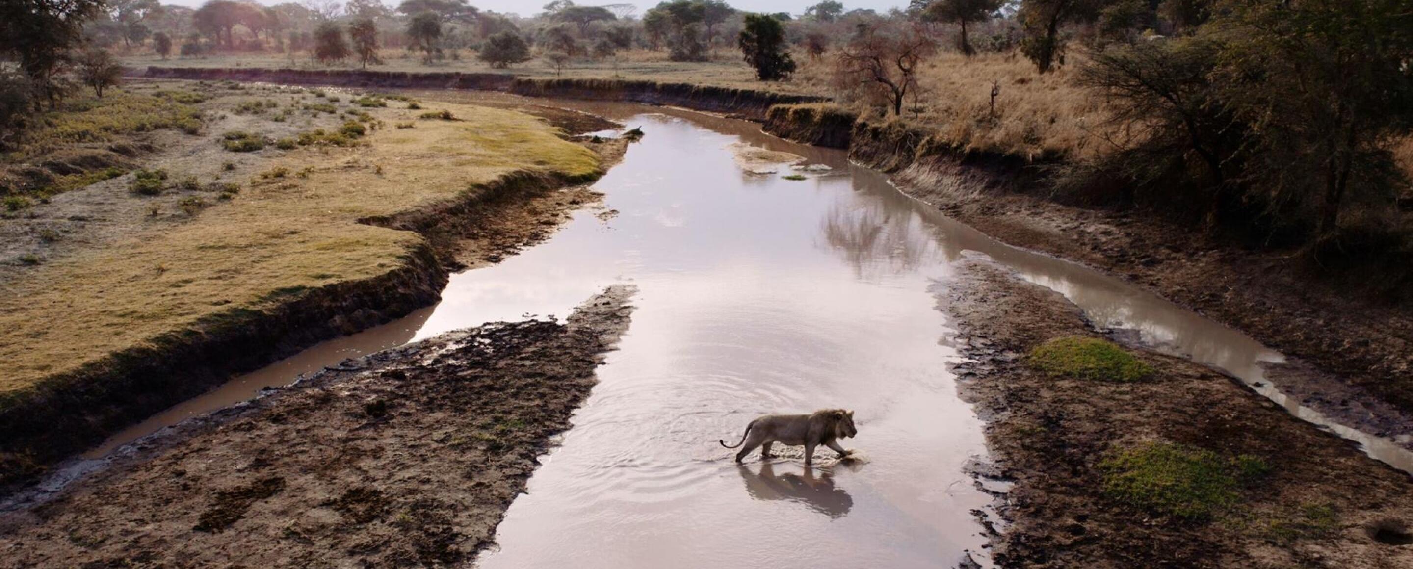 Purgatory | Katavi: Africa's Fallen Paradise