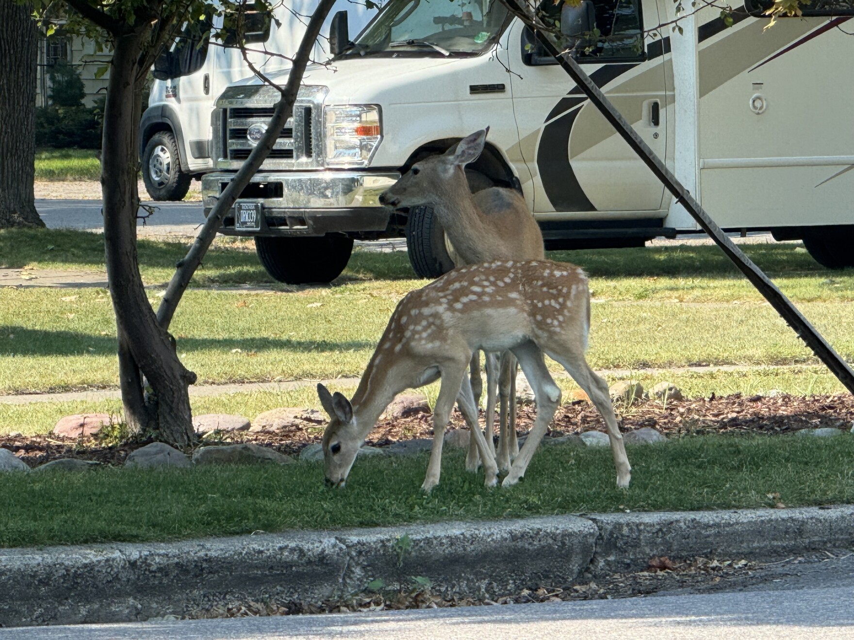How's life as an urban deer? | Montana Public Radio