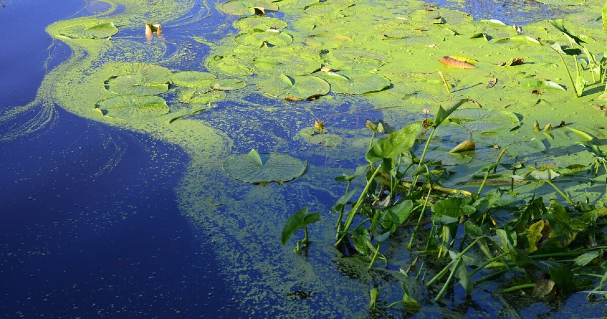 green algae bloom