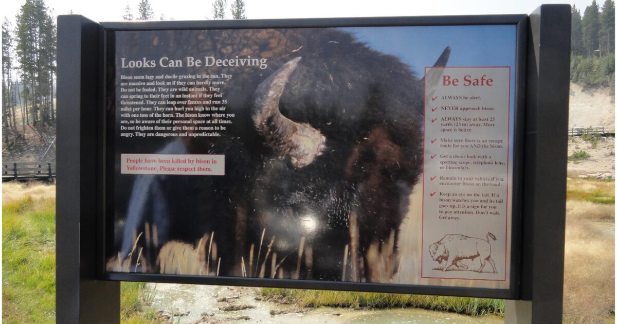 Despite Warnings, Education, Yellowstone Visitors Still Get Too Close ...