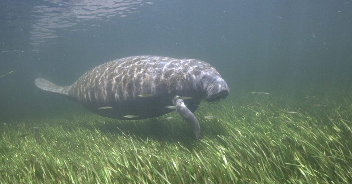 FWC to review manatee protection zones in Indian River County | WUSF