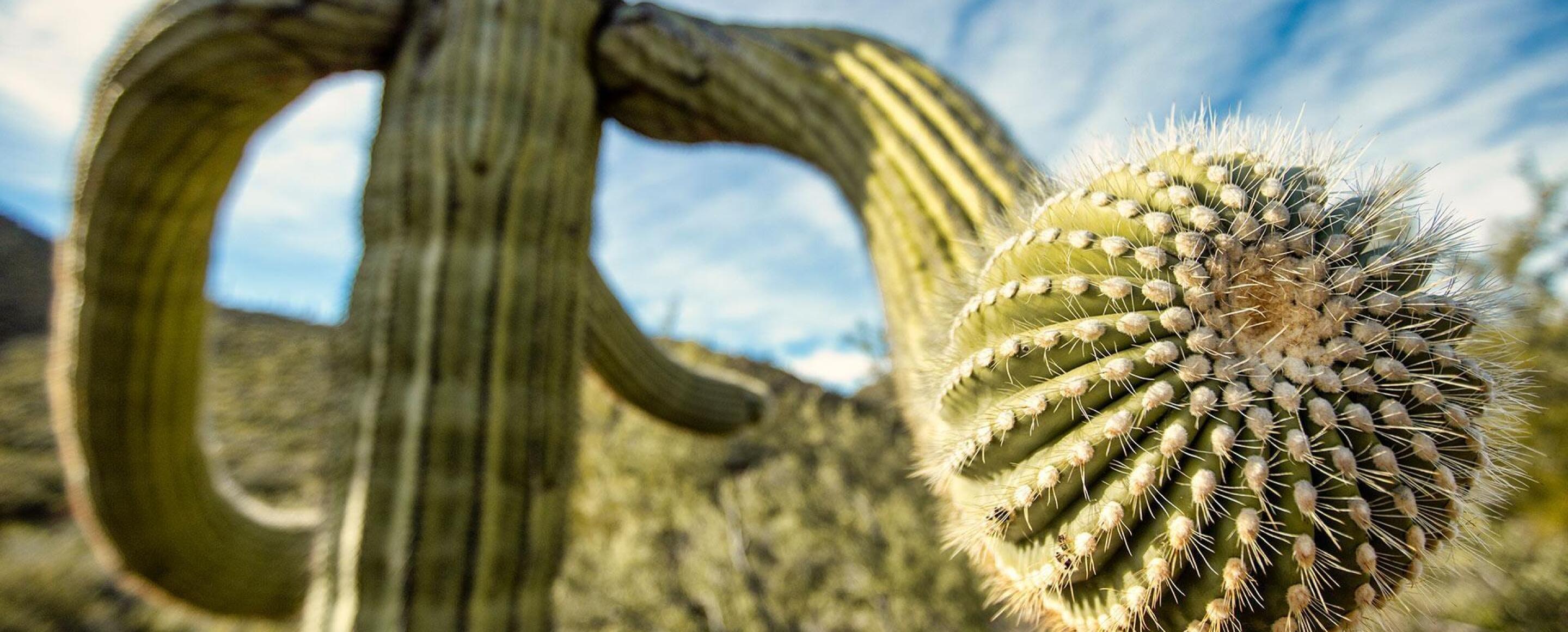 How Saguaro Cacti Store 1000 Gallons of Water | Connecticut Public