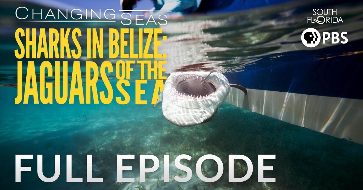 Sharks in Belize: Jaguars of the Sea | Connecticut Public