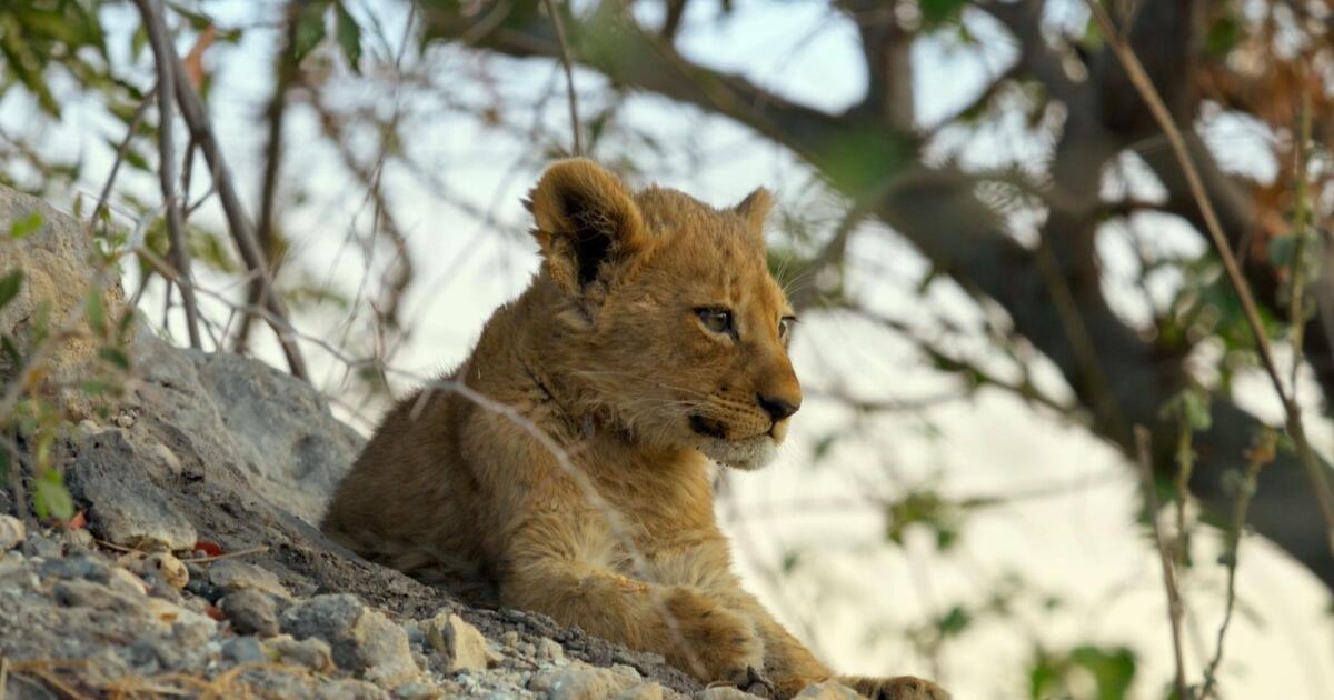 A Lost Lion Cub Faces Nighttime Alone