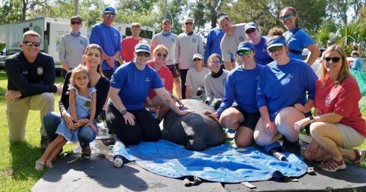 After Being Rescued and Cured, a Manatee Named 'Toast' Is Released Back ...