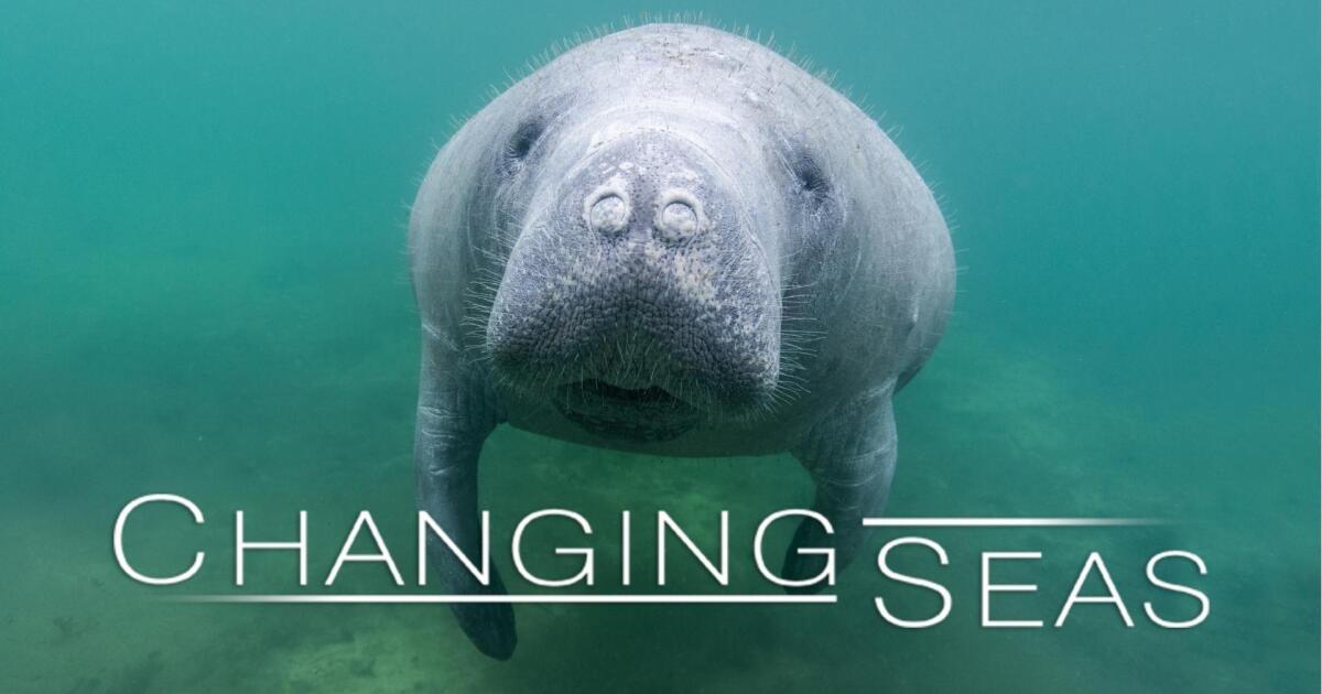 Saving Florida’s Starving Manatees