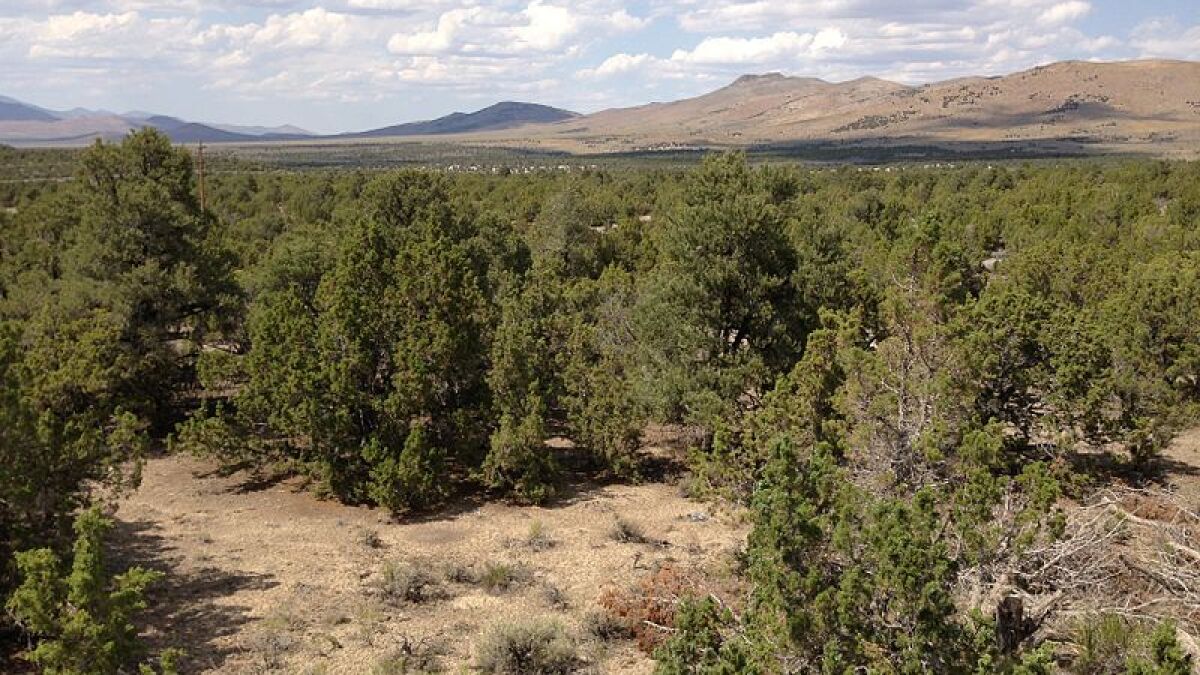 juniper forest drawing