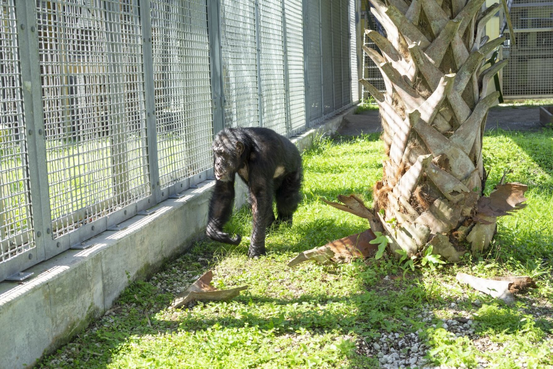 How Tonka the chimp was found, alive, in a Missouri basement | KCUR ...