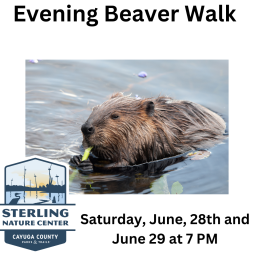 beaver walk