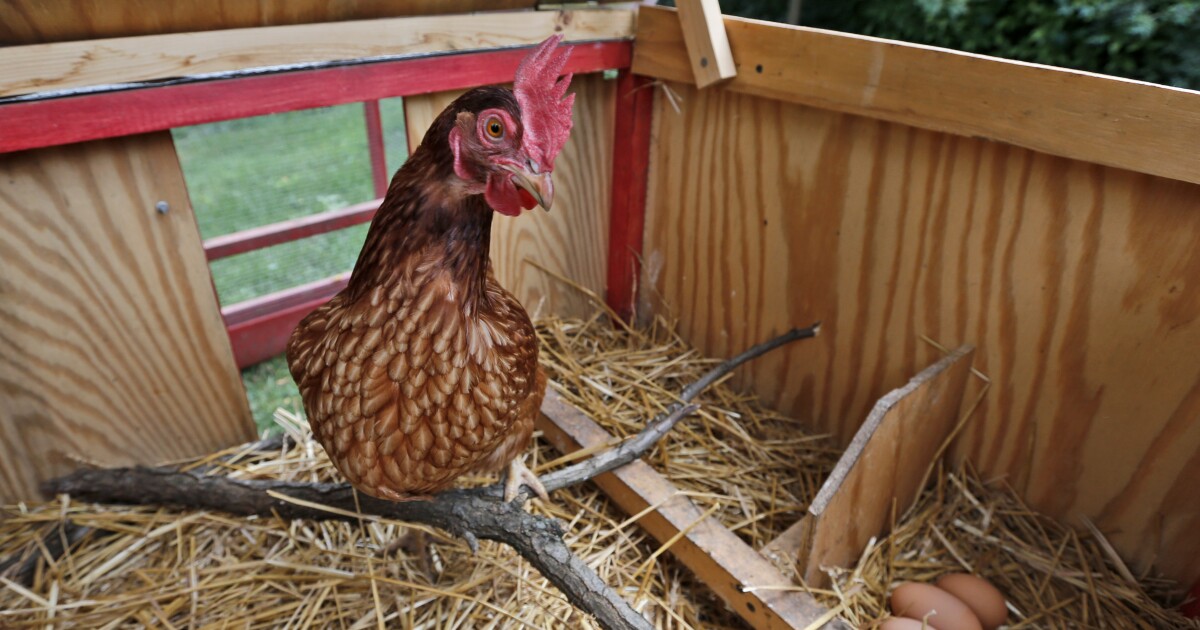 Should Washington allow backyard chickens? Council will discuss the ...