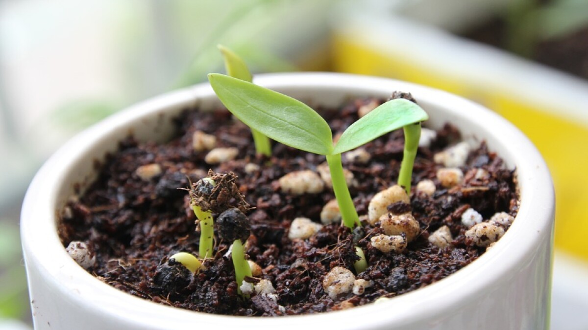 spinach germination time