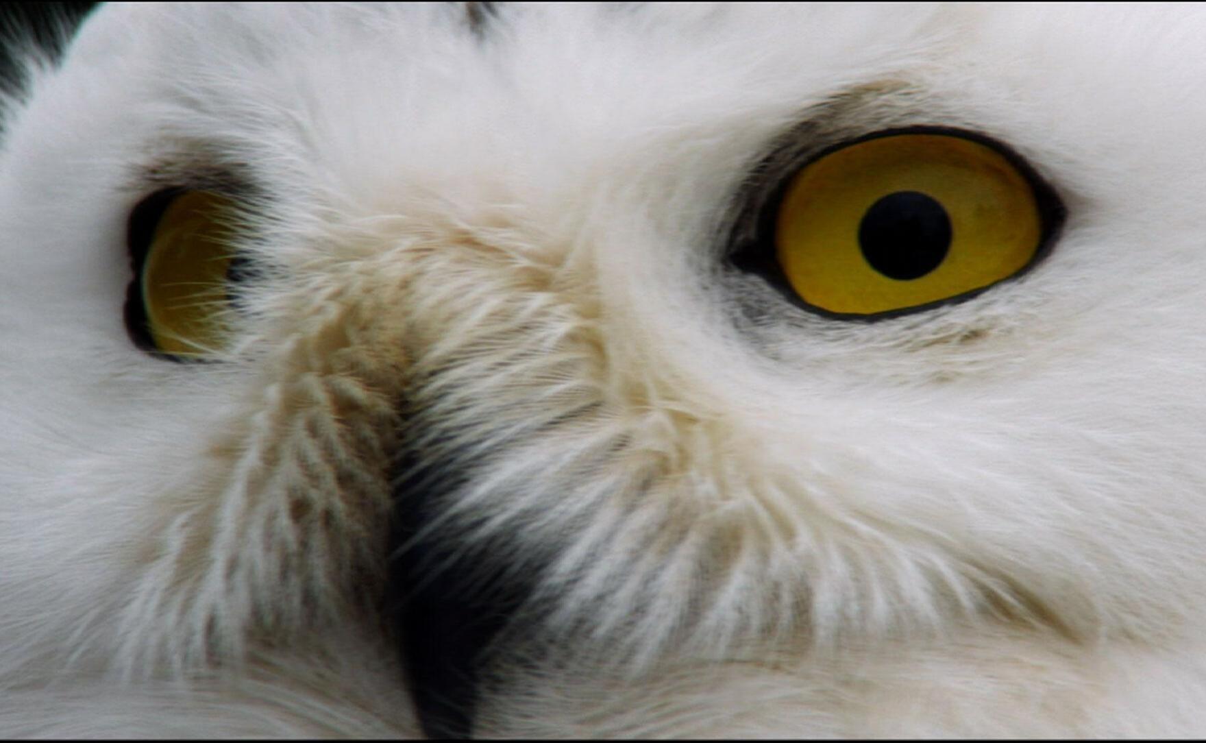 Magic of the Snowy Owl