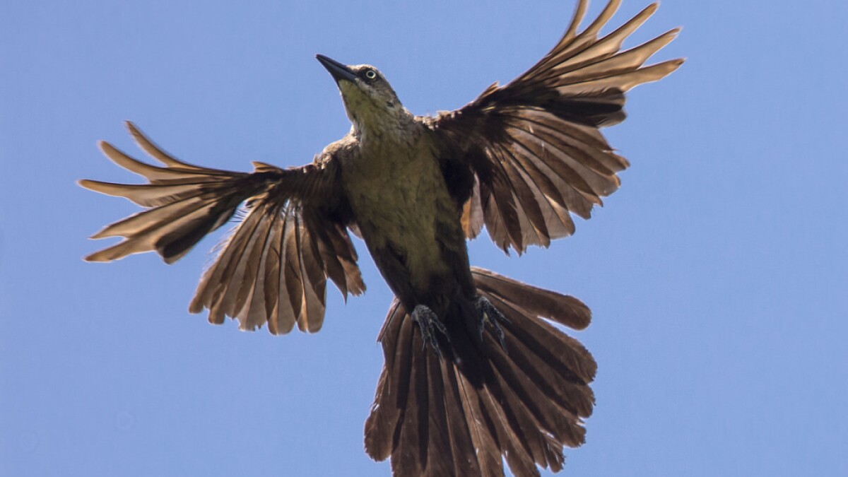 do grackles fly in large groups