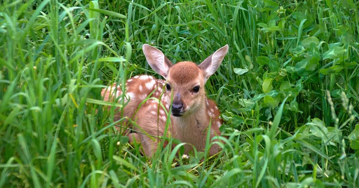 What to do if you find a fawn | WVTF