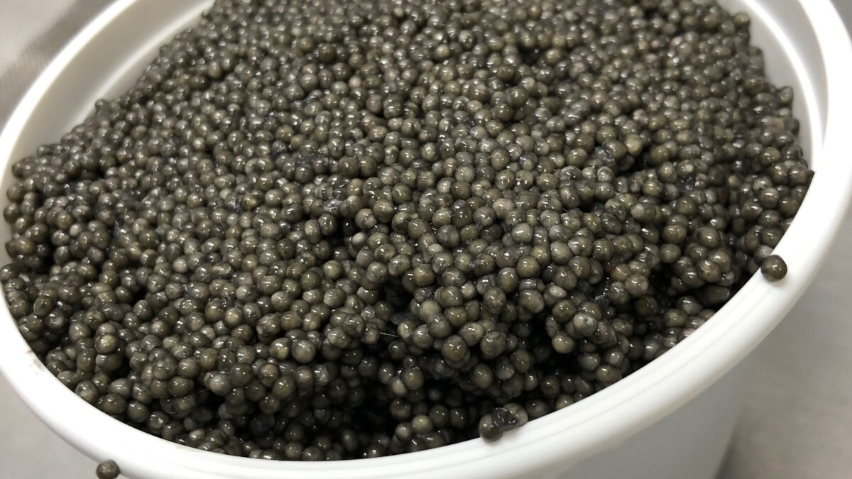 how to make caviar from carp eggs