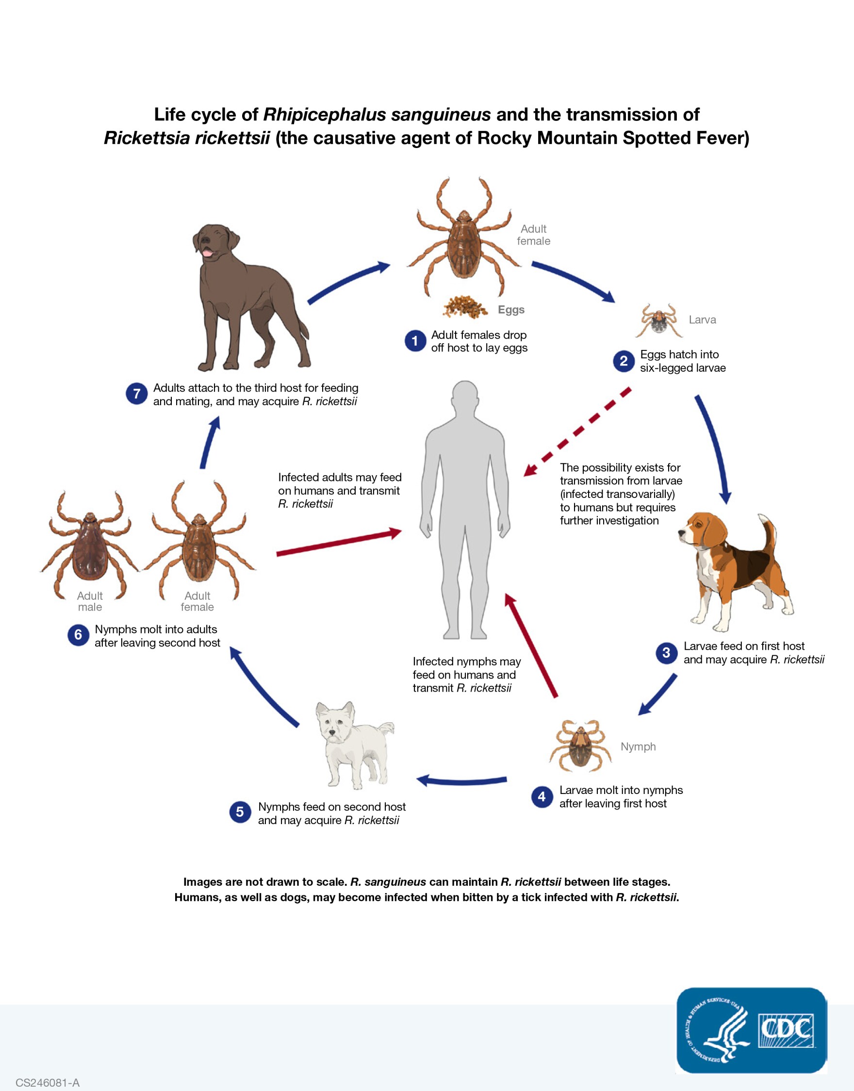 The way Missourians interact with ticks is changing: Climate change is one of many factors | KBIA