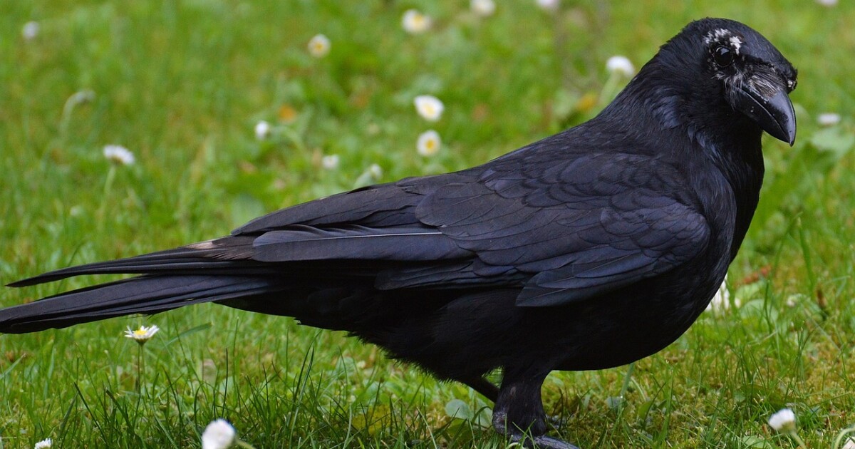 why do crows fly low