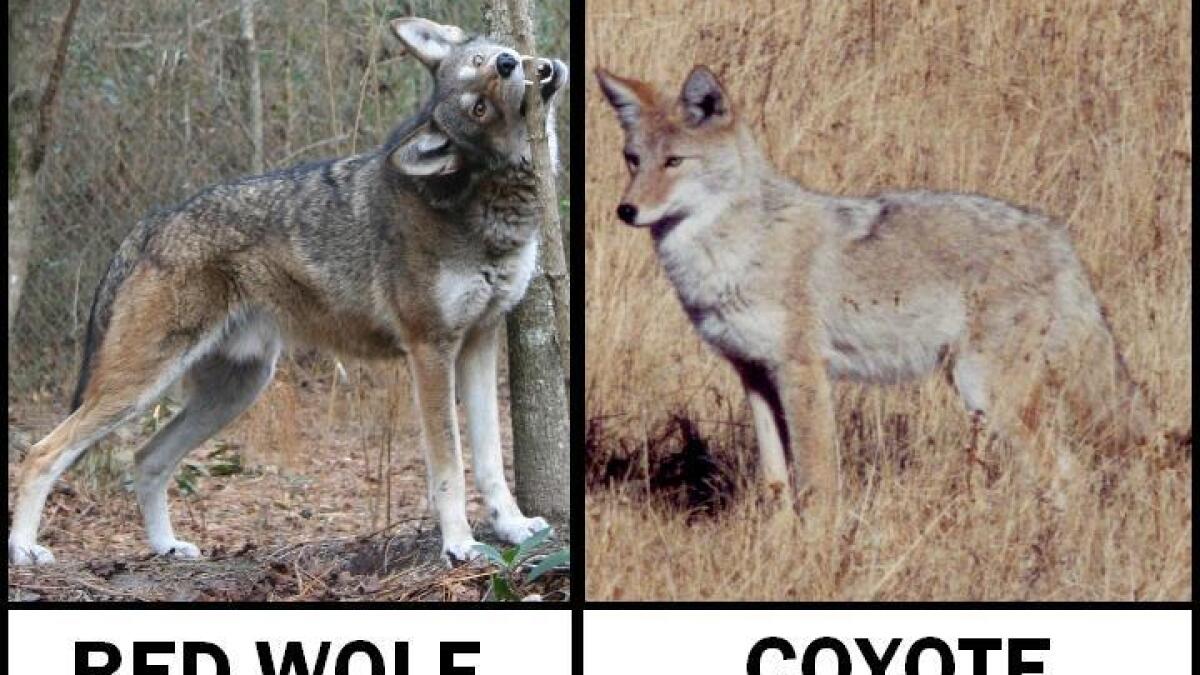 difference between red wolf and coyote