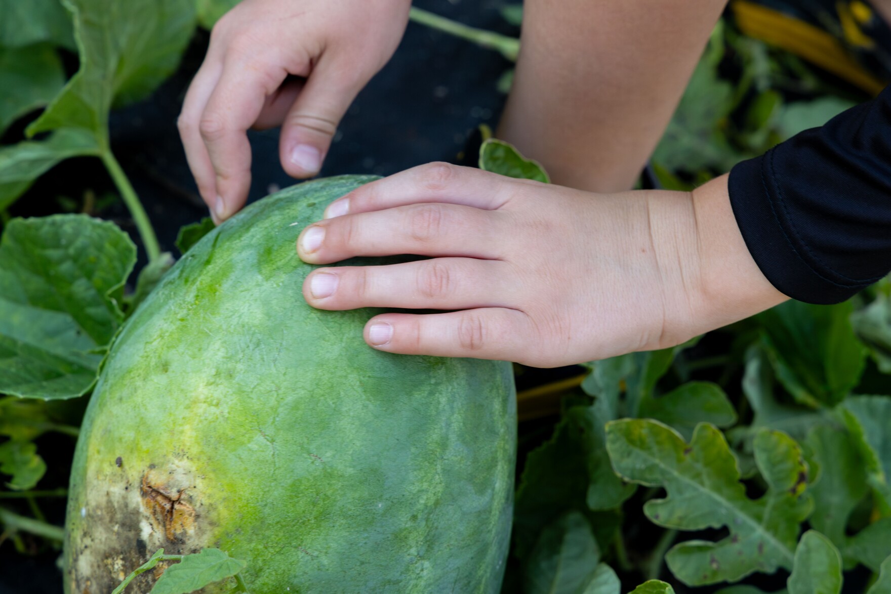 Caddo youth keep traditions alive with Gardening Day, end-of-summer ...