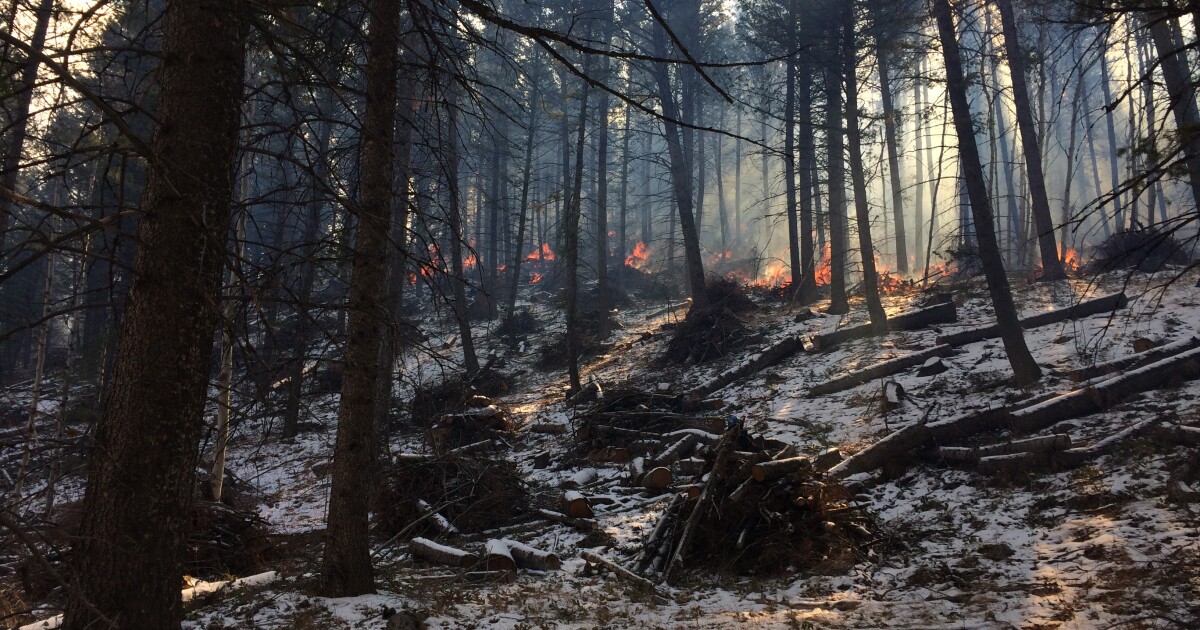burnt down oak forest