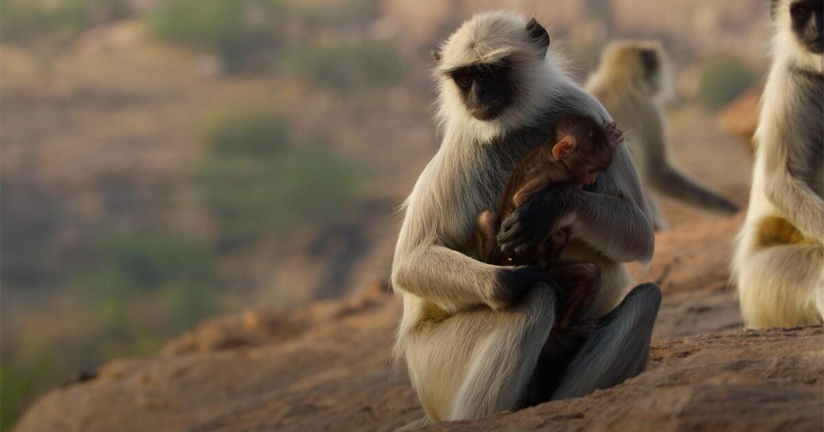 This Pregnant Monkey Is Not Ready (Yet)