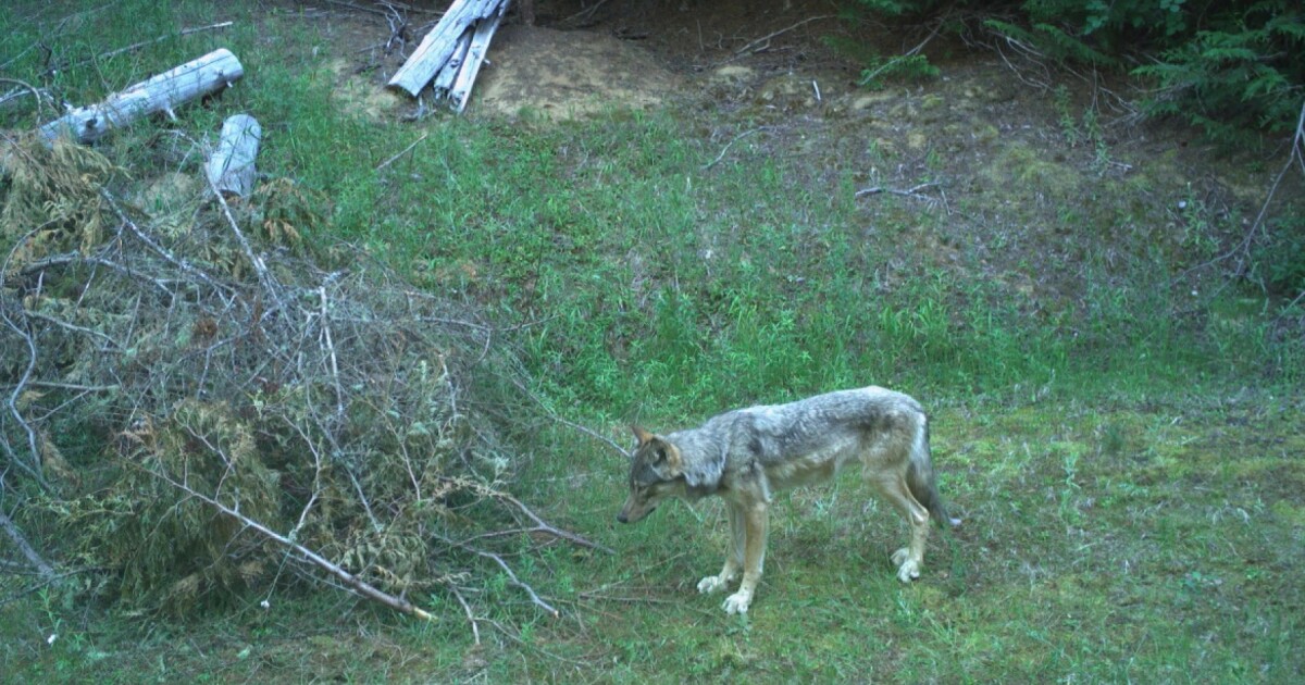 Wolf depredations on Idaho livestock down again | Boise State Public Radio