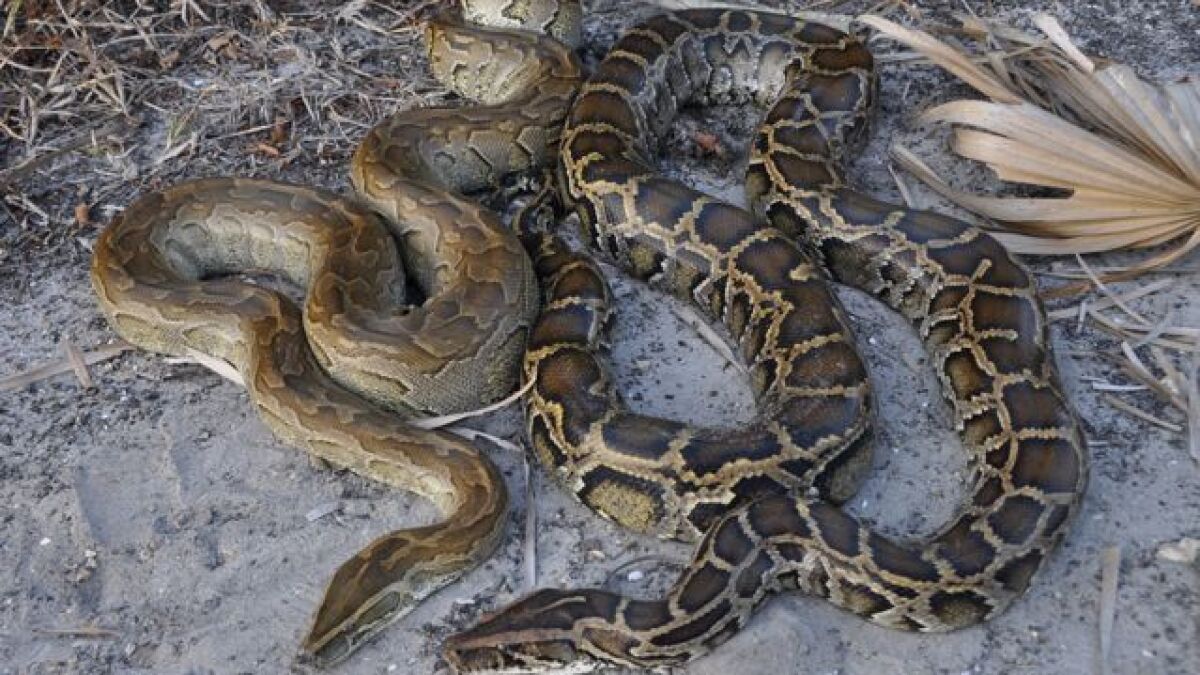 burmese python morphs