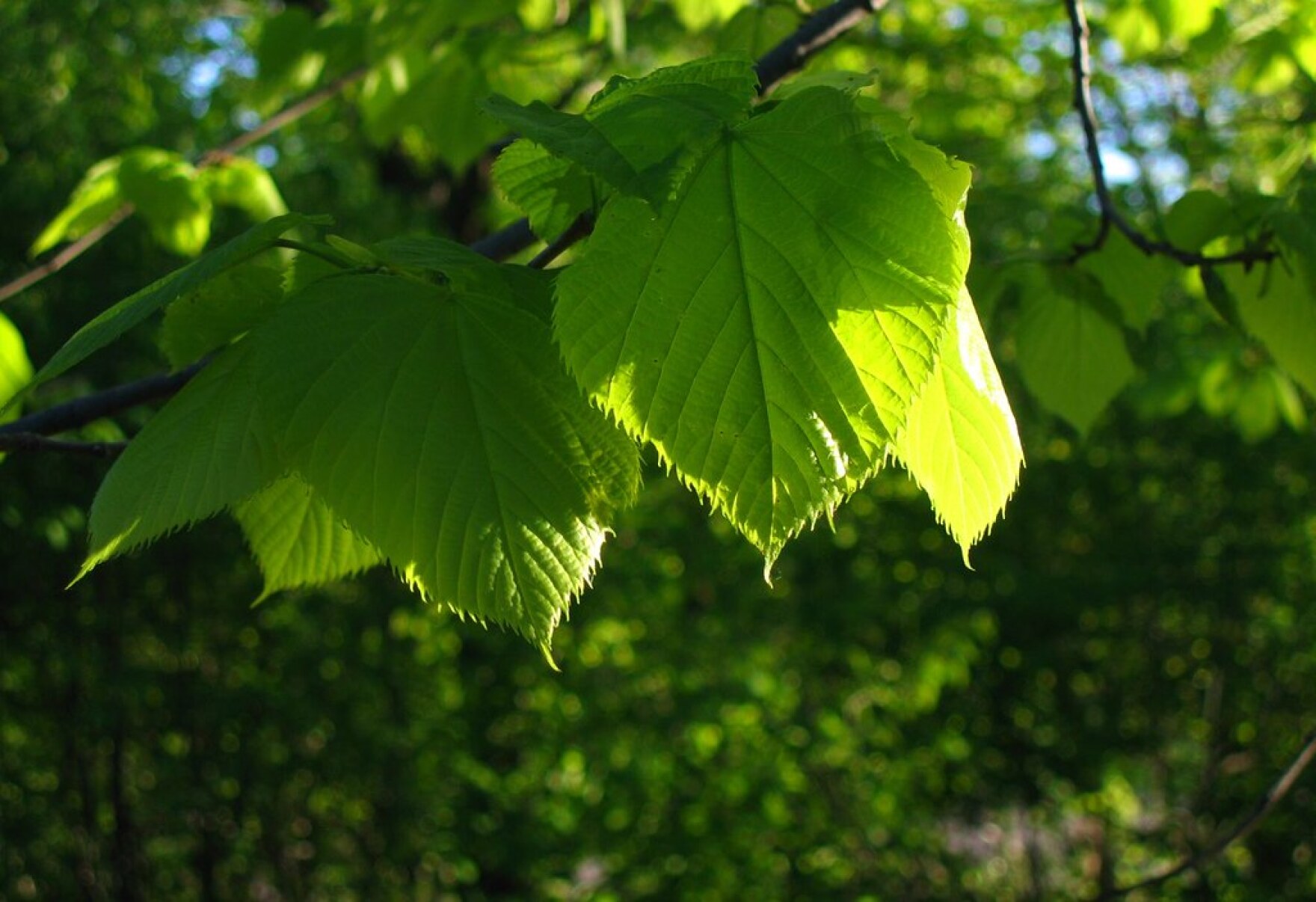 Male and Female (Dioecious) Trees | Prairie Public