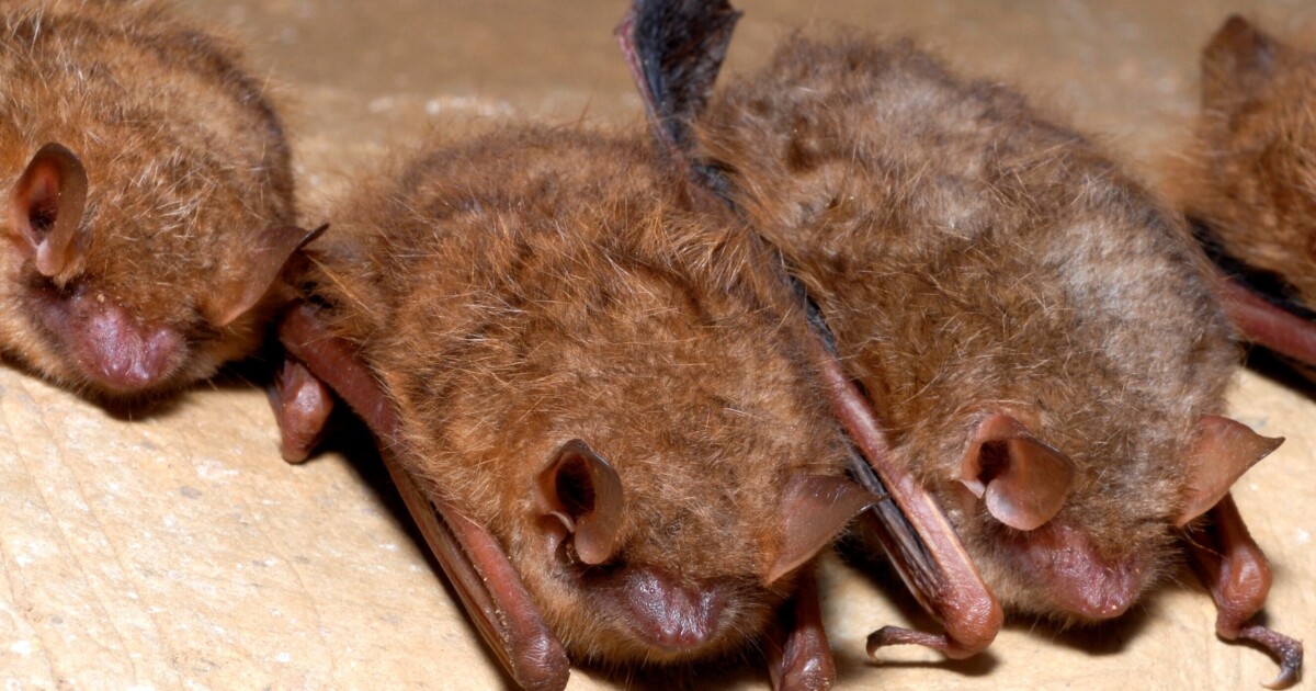 cute brown bat