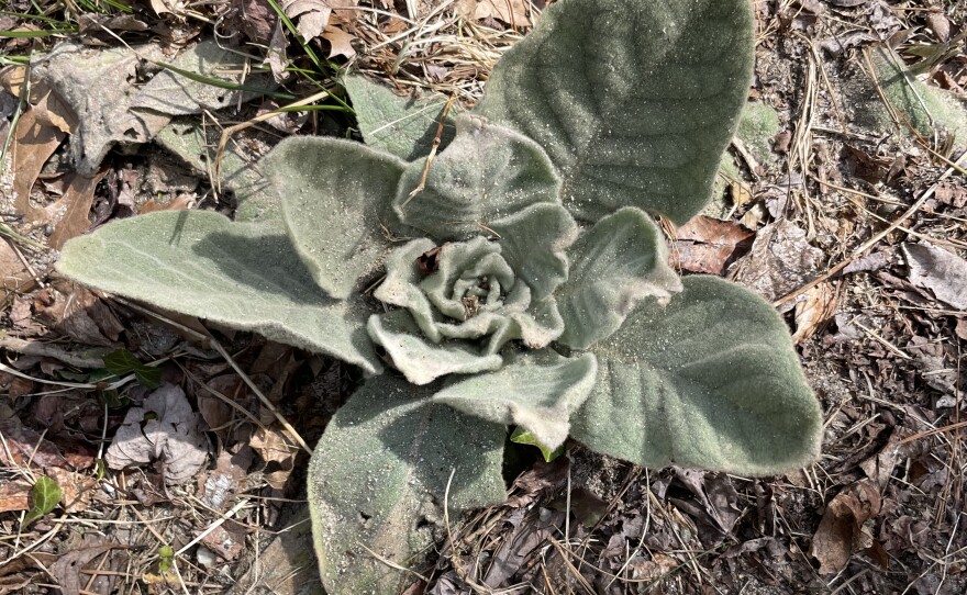 how to make lambs ear tea