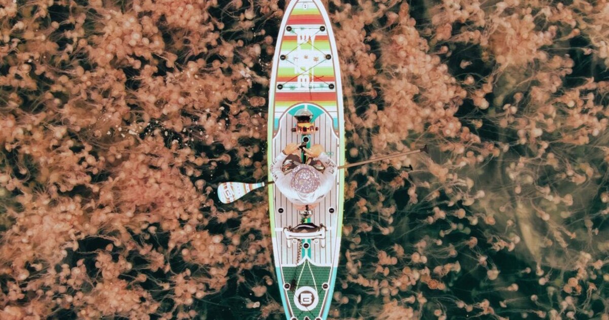 Photographers capture thousands of jellyfish swarming Navarre Beach | WUSF