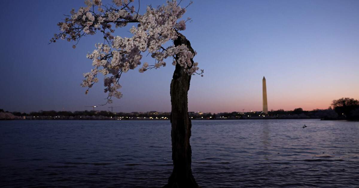 The future of DC's beloved cherry blossom tree, Stumpy | KGOU