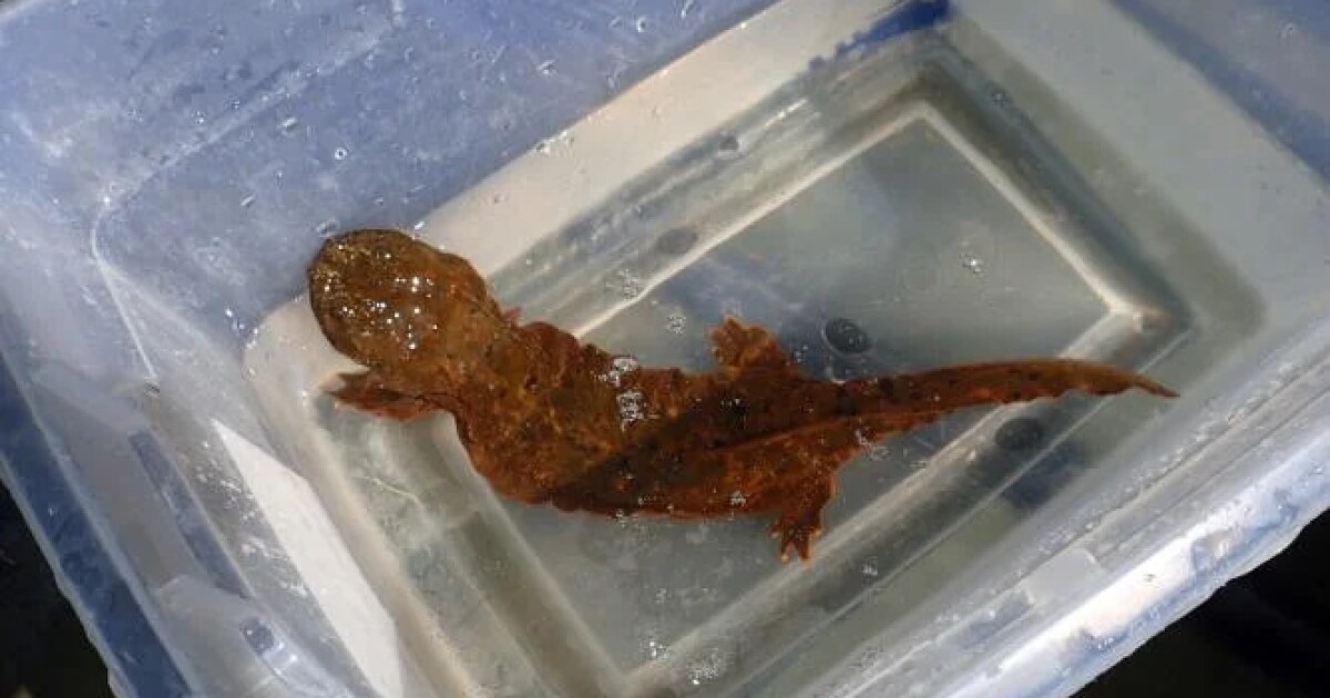 hellbender salamander care