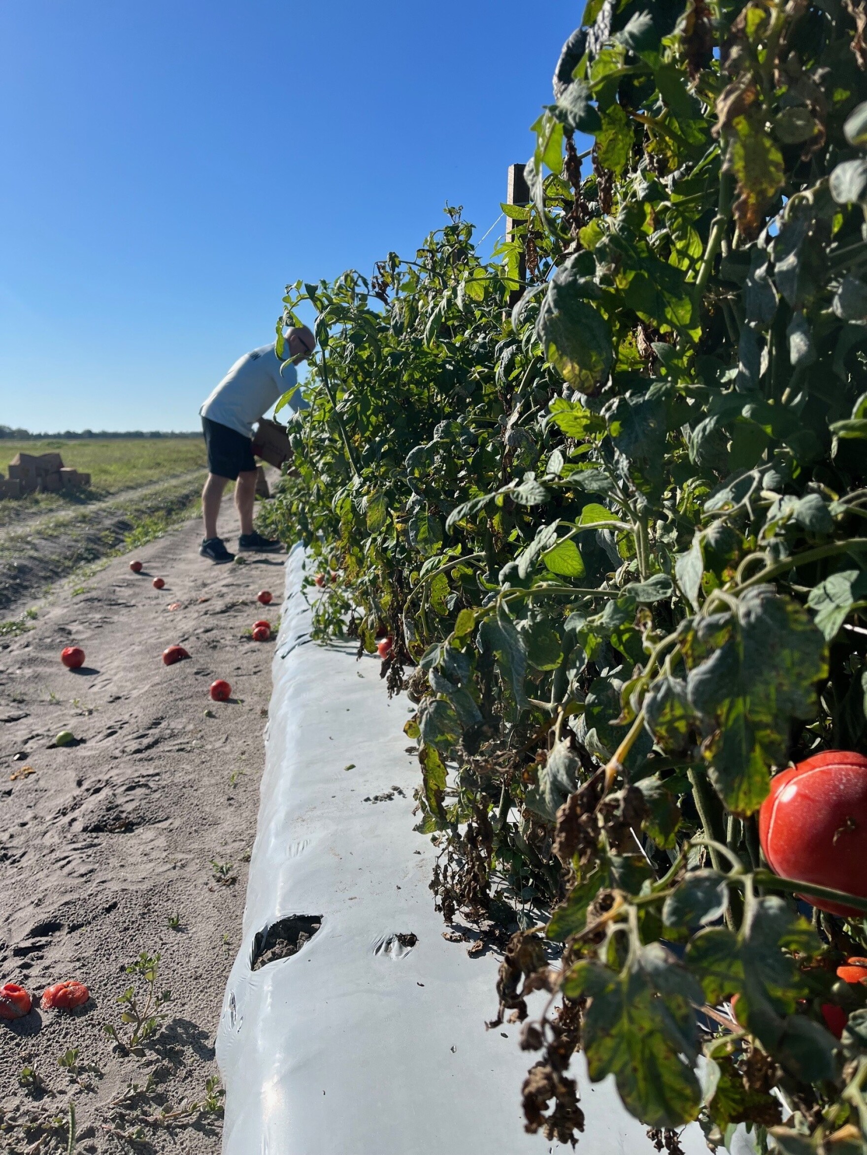 Farmers let crops rot after harvest. These volunteers save the excess ...