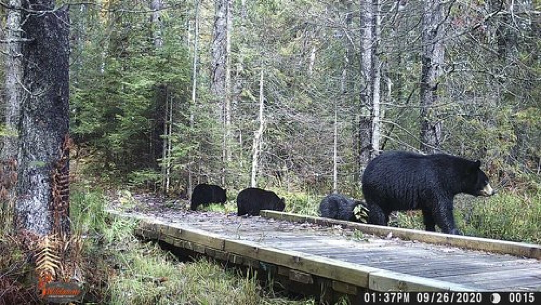 DNR seeking information on black bear dens | WXPR