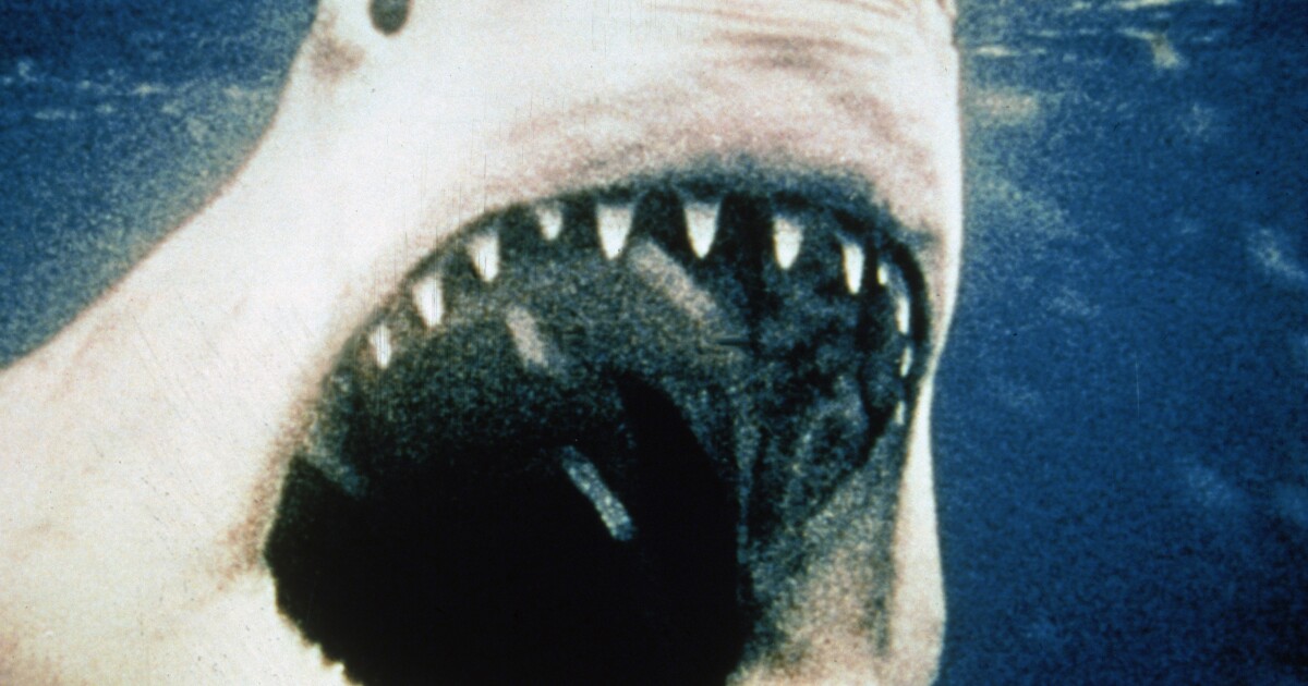 50 Years Later, the Music of ‘Jaws’ Still Delights and Frightens | CRB