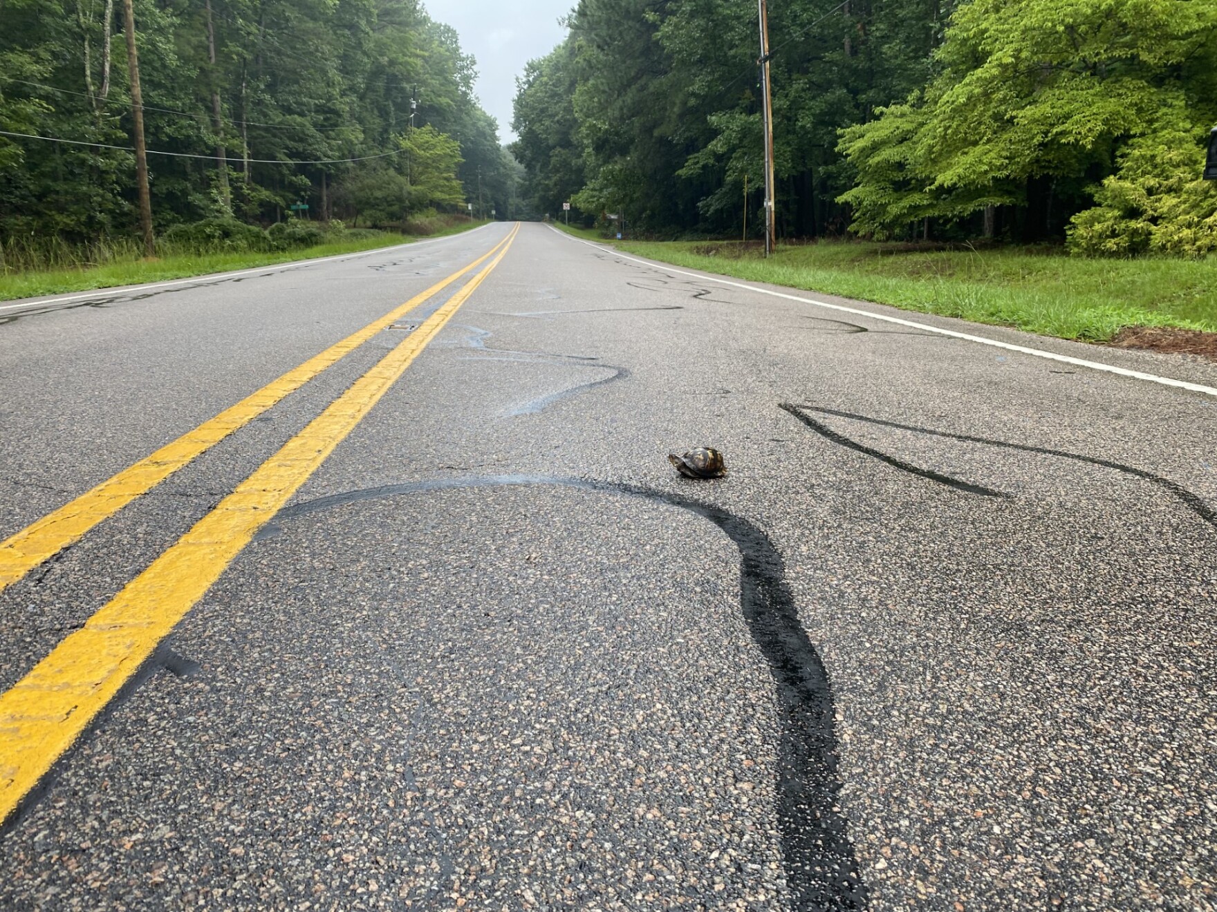 NC State researchers urge Triangle drivers to watch out for turtles ...