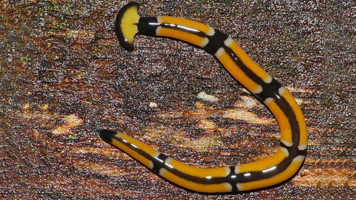 hammerhead worm duplication