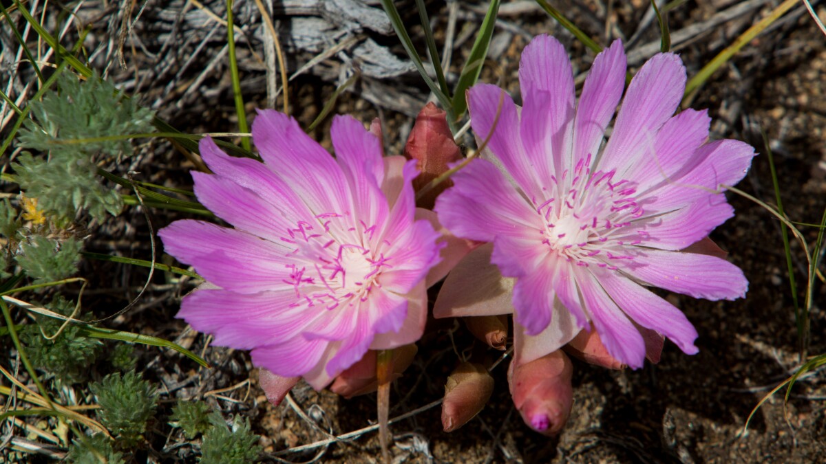 bitterroot flower seeds