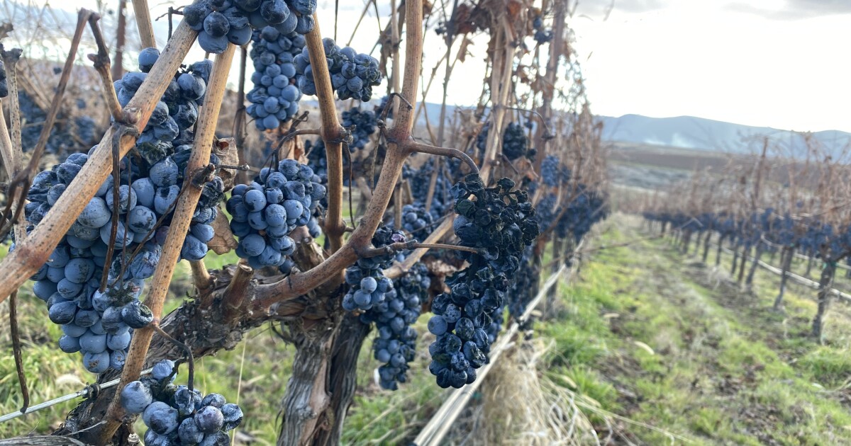 Ste. Michelle Wine Estates drops more wine grape acreage in Washington ...